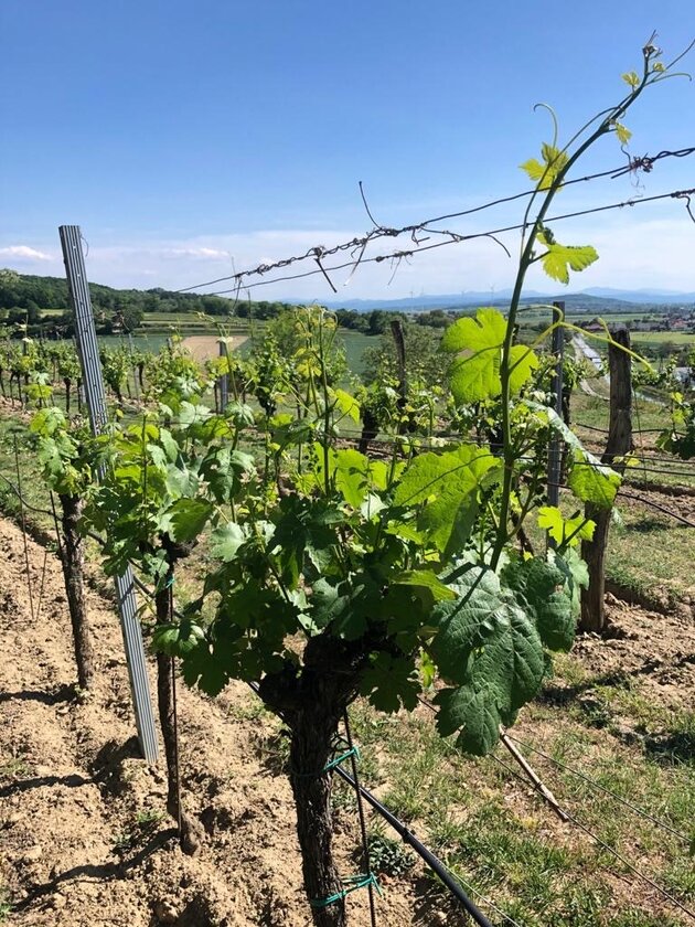 2020 Rebschutz Aktuell: letzte Vorblüte