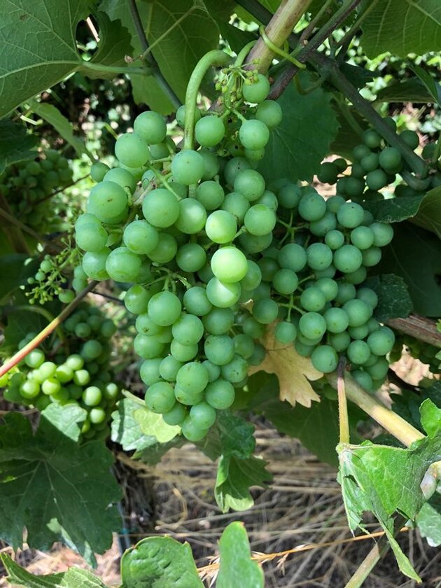 Rebschutz Aktuell: Trockengebiet