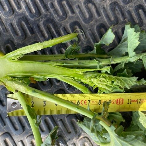 Kwizda Agro Österreich